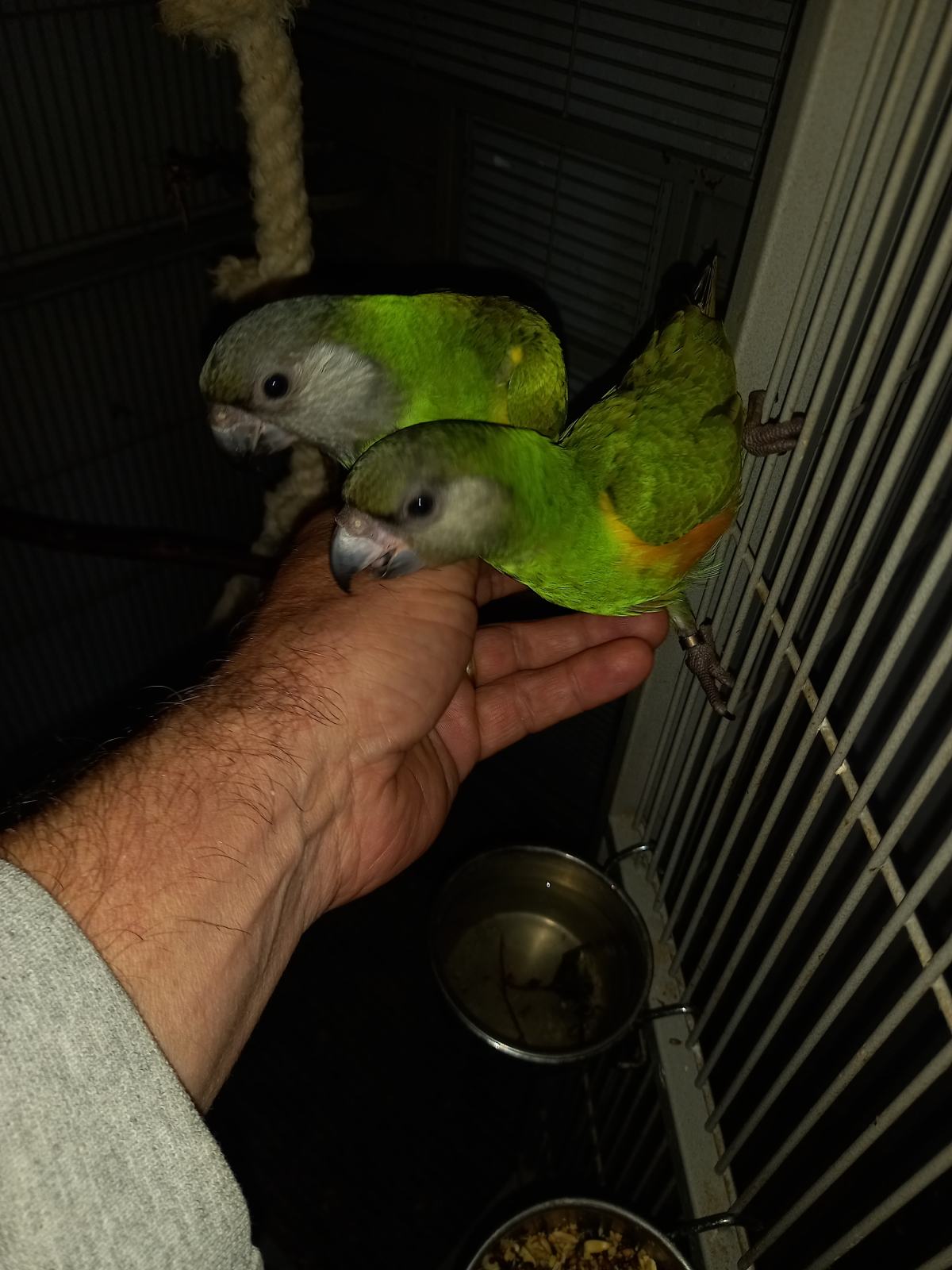 Ručno hranjene senegalske papige 0,3