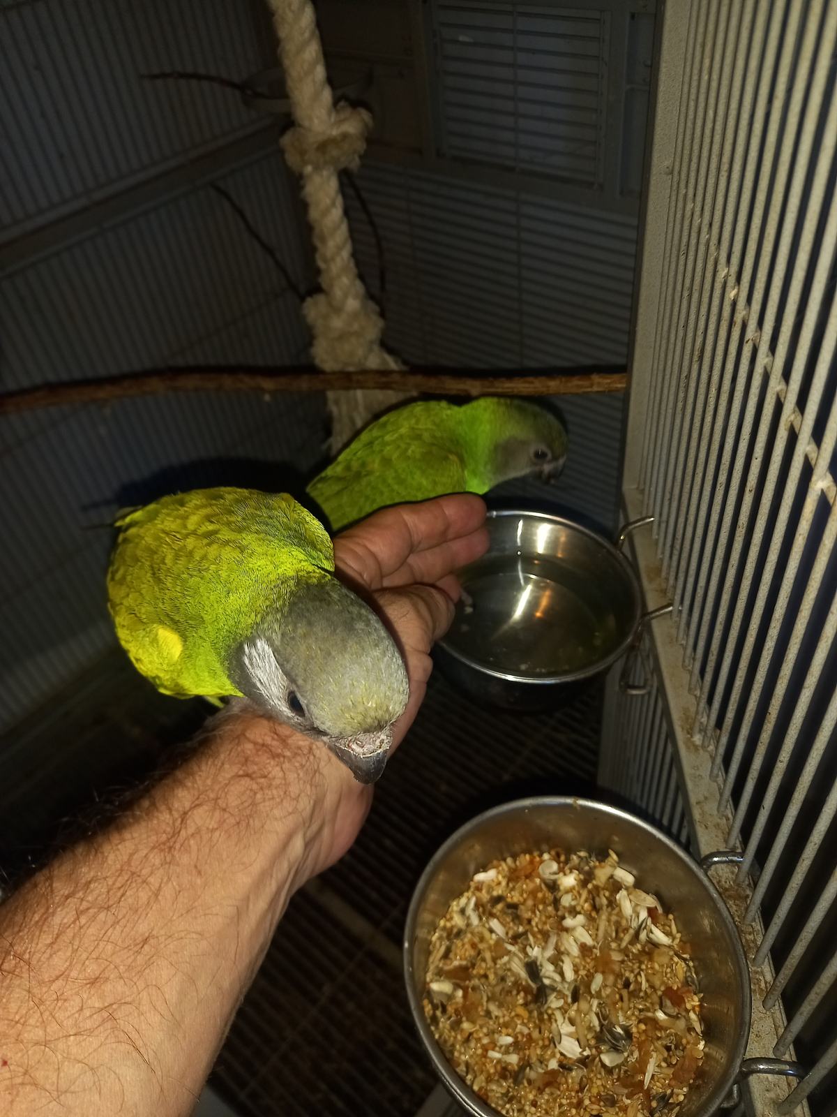 Ručno hranjene Senegalske papige