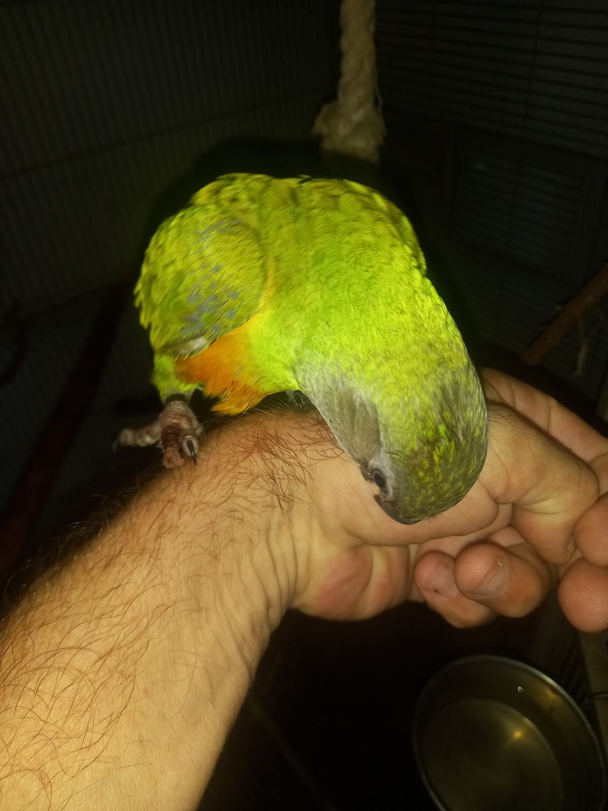 Senegalske papige ručno hranjene