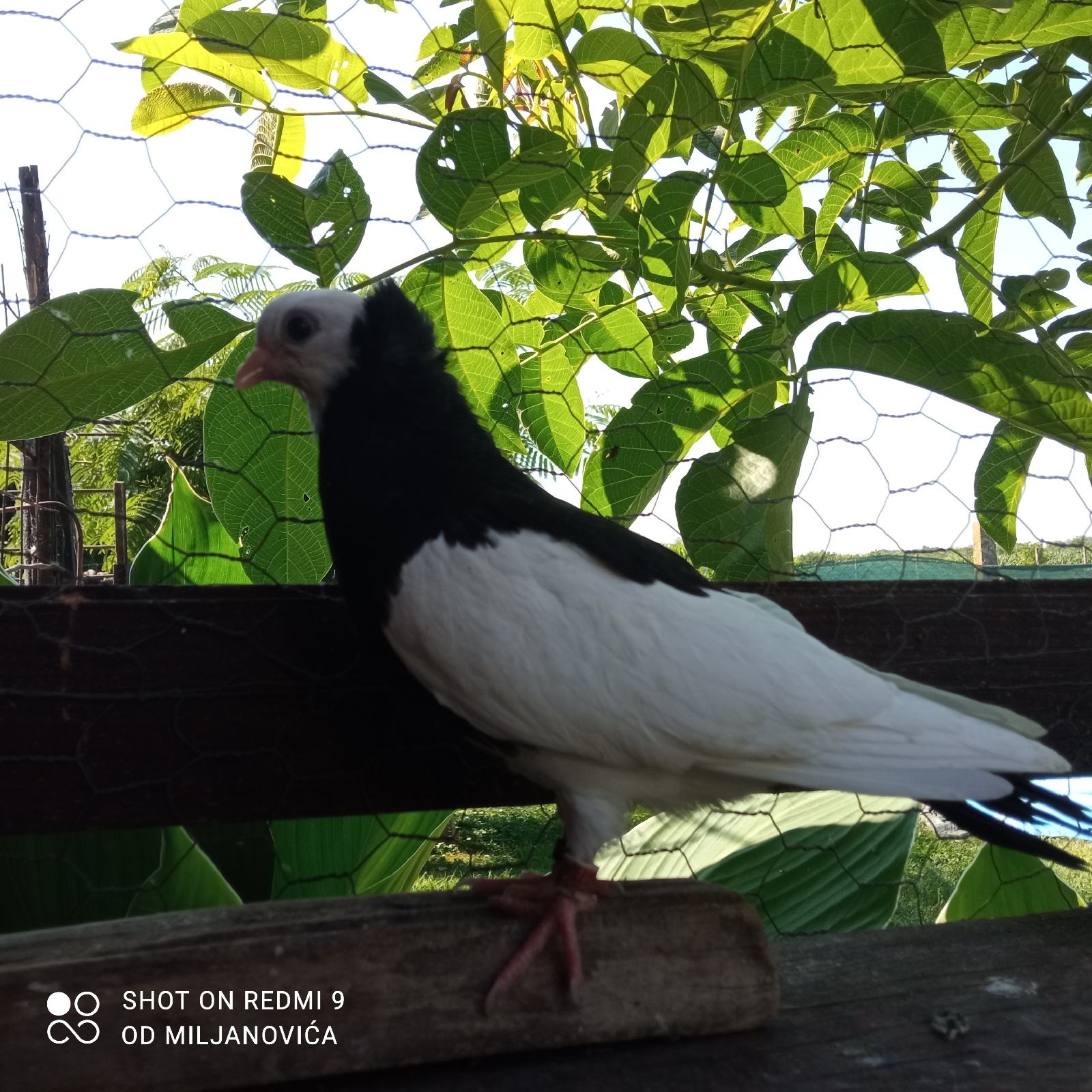 Sisački prevrtači(mladi)