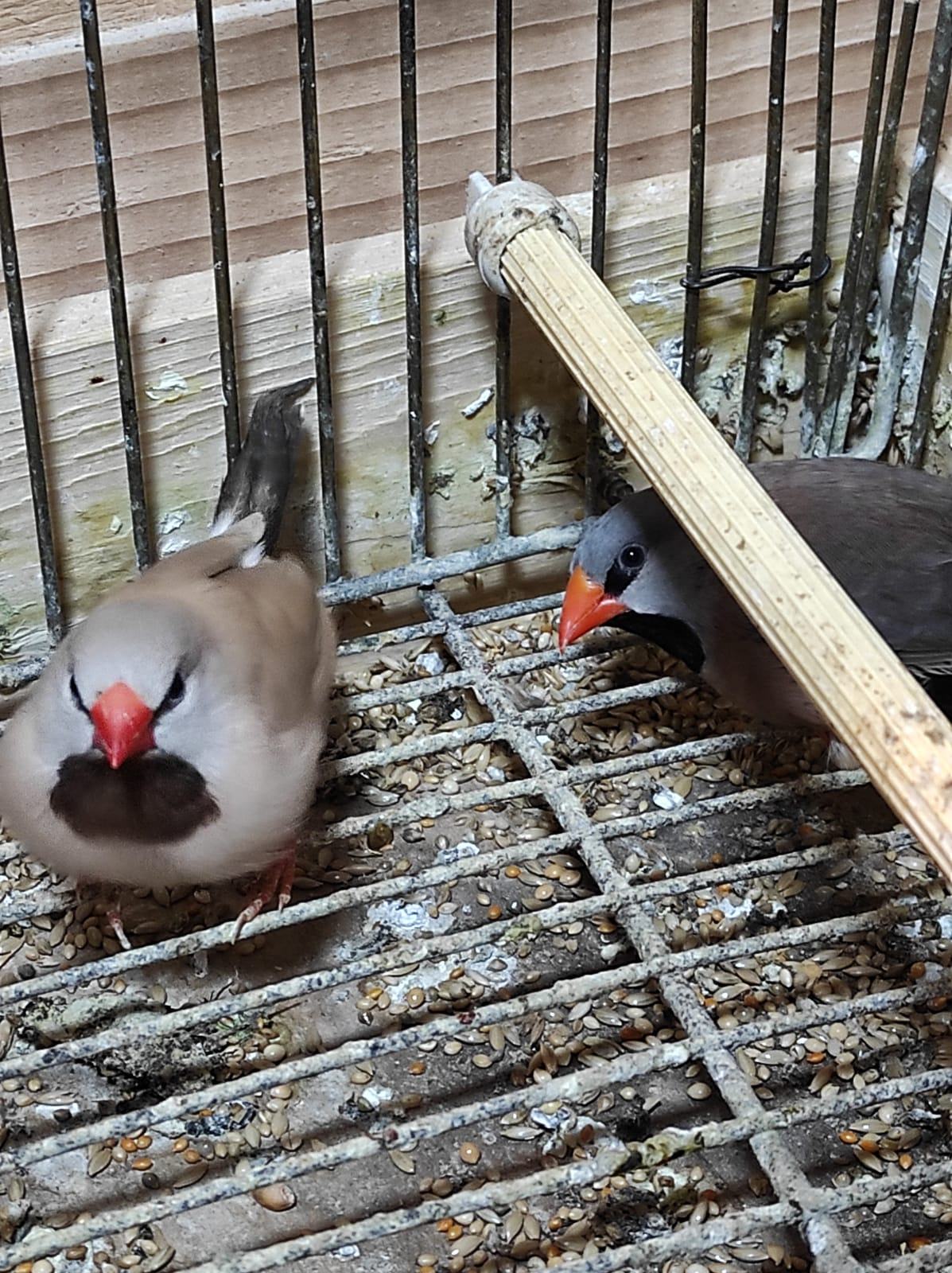 Spic amandine, siljatorepe zebe