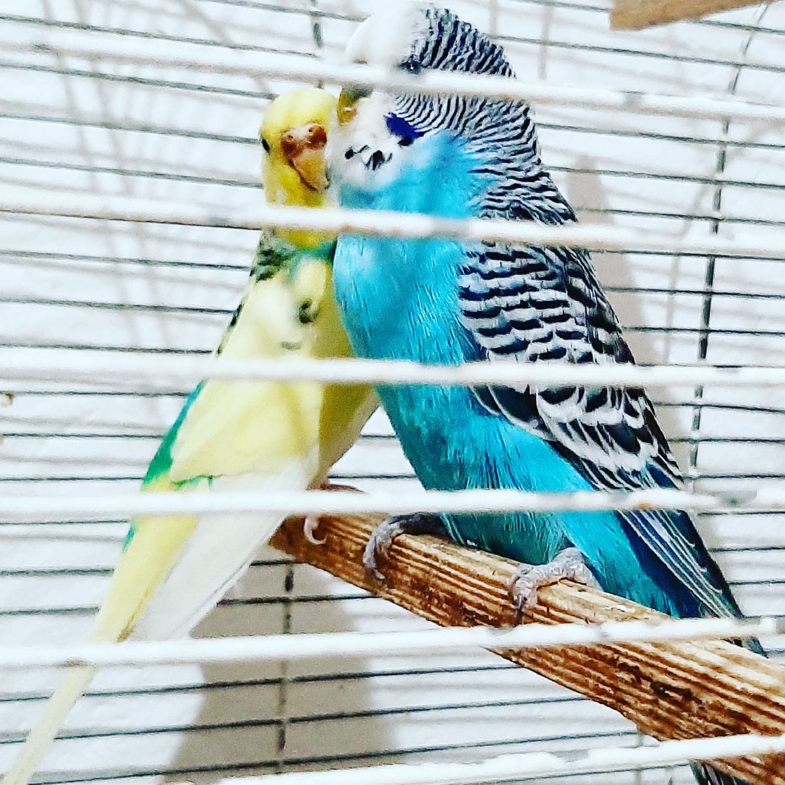 Mlade Papige Tigrice