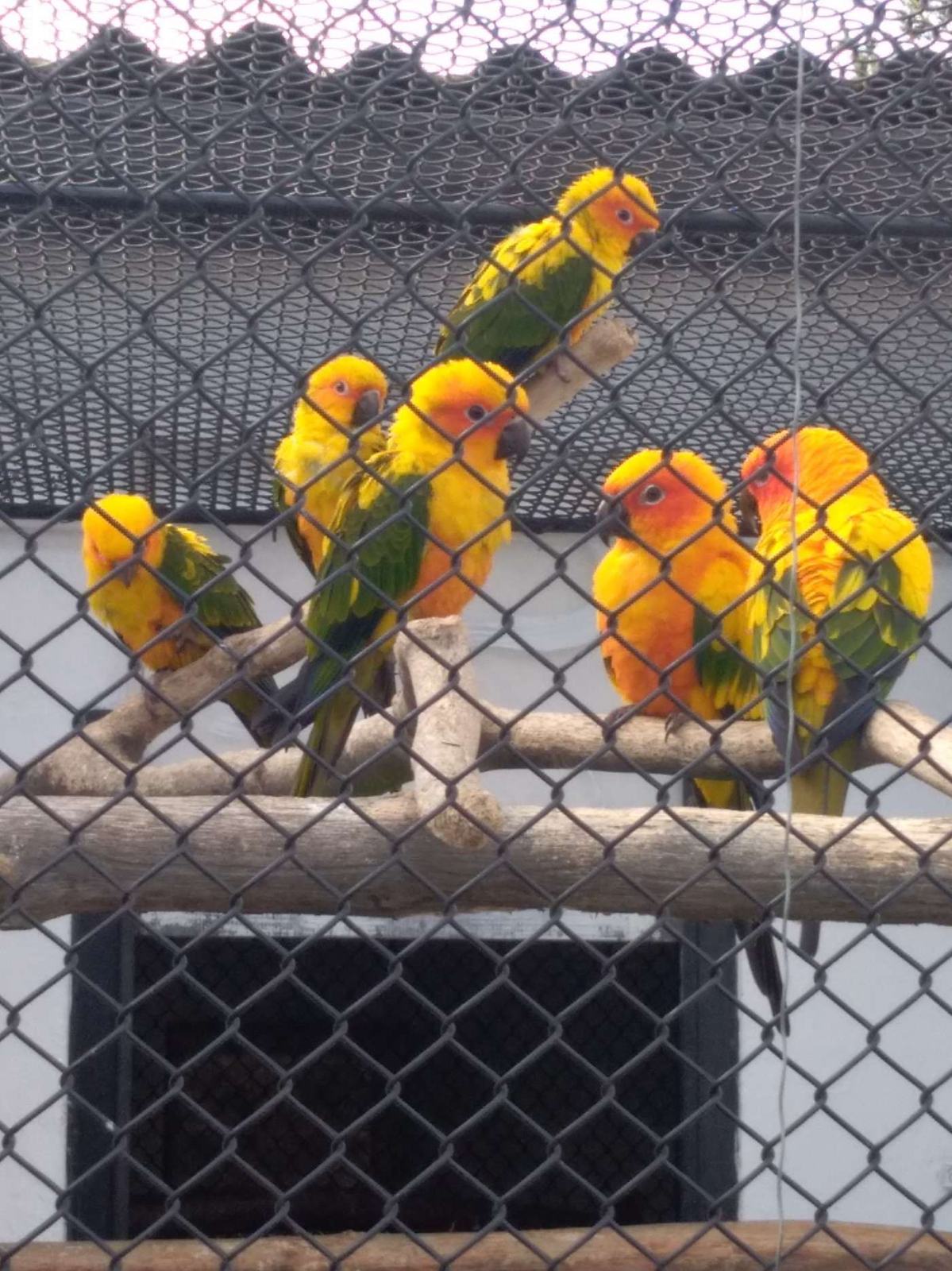 Sunčano papiga par + ženka