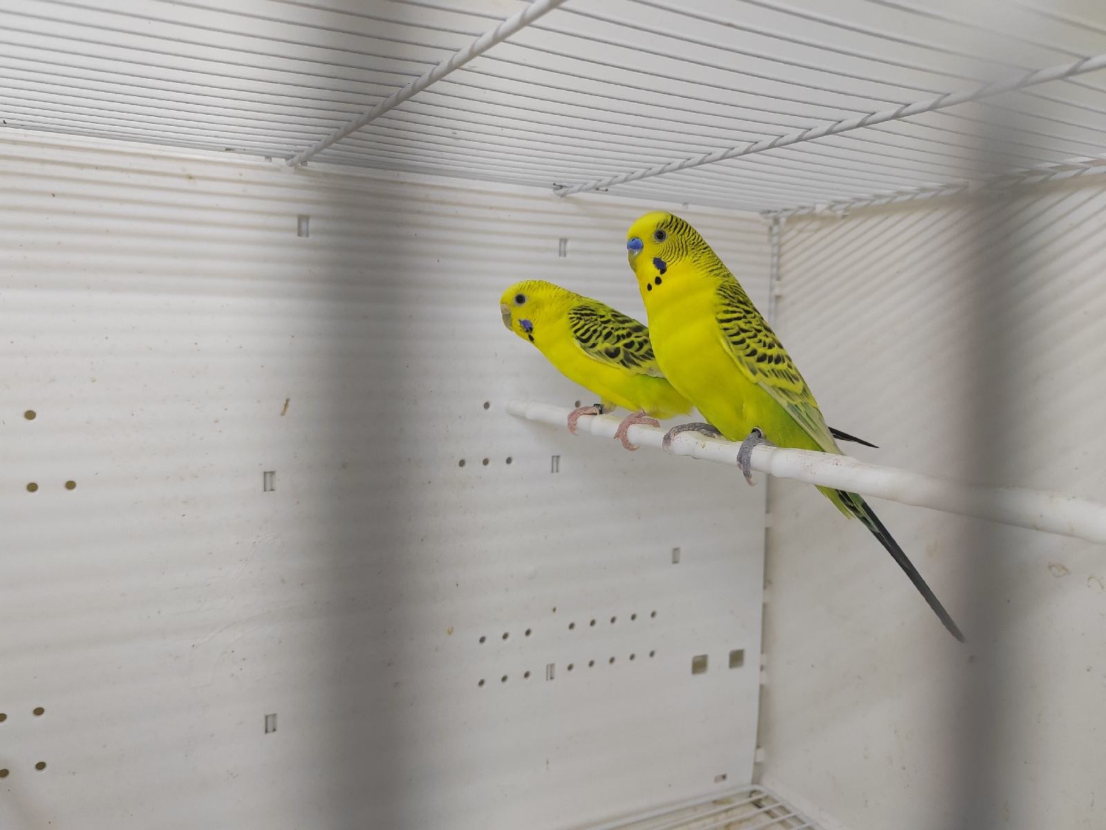 Texas clear body tigrice