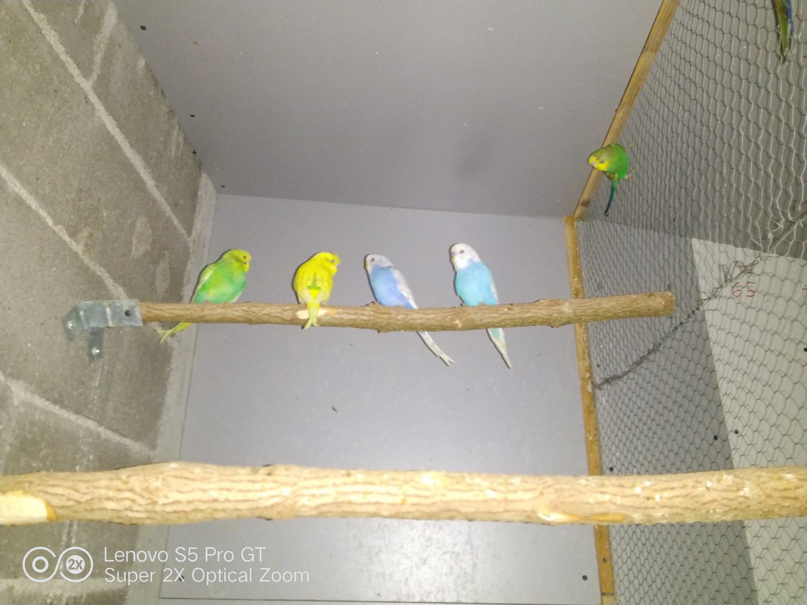 Tigrice Nimfe Rozele