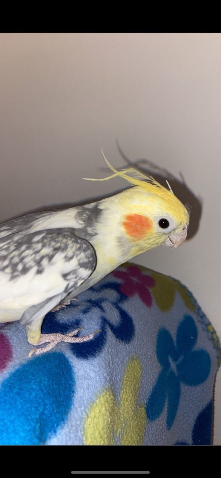 Umiljata papiga nimfa