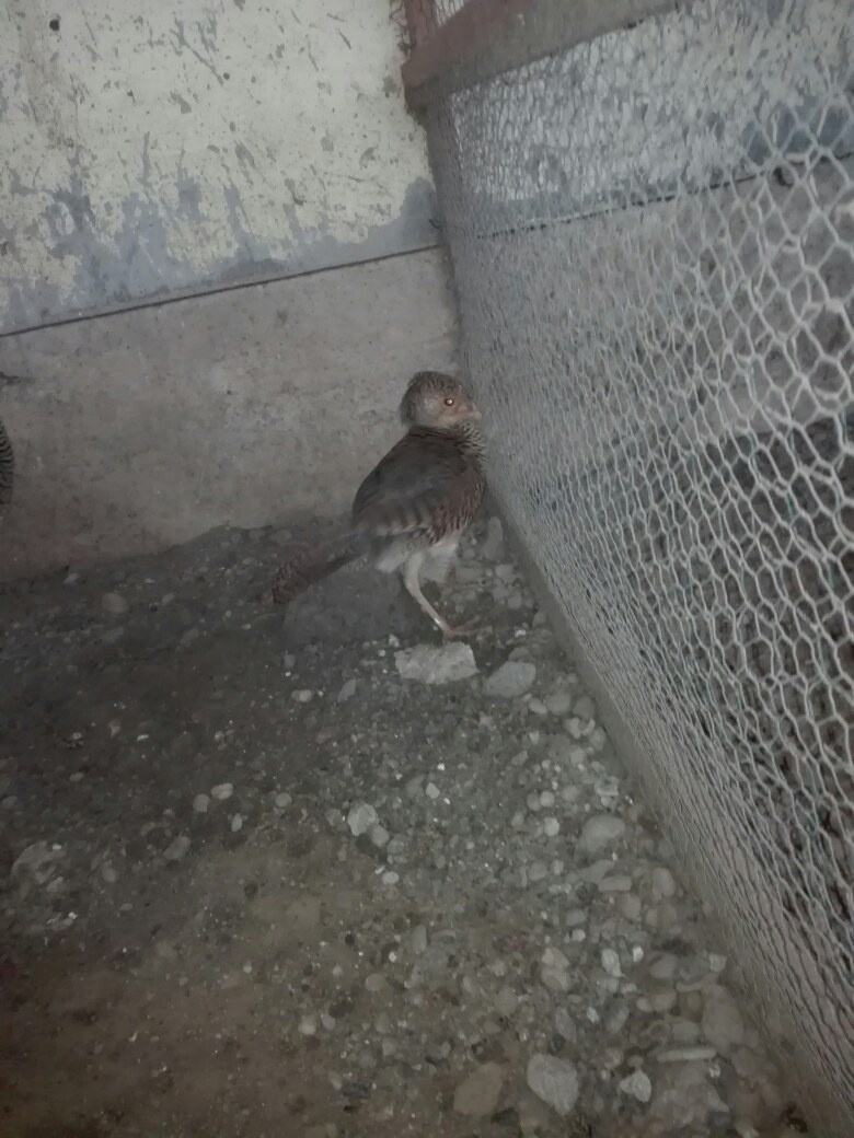 Zlatna ili dijamantna fazanka