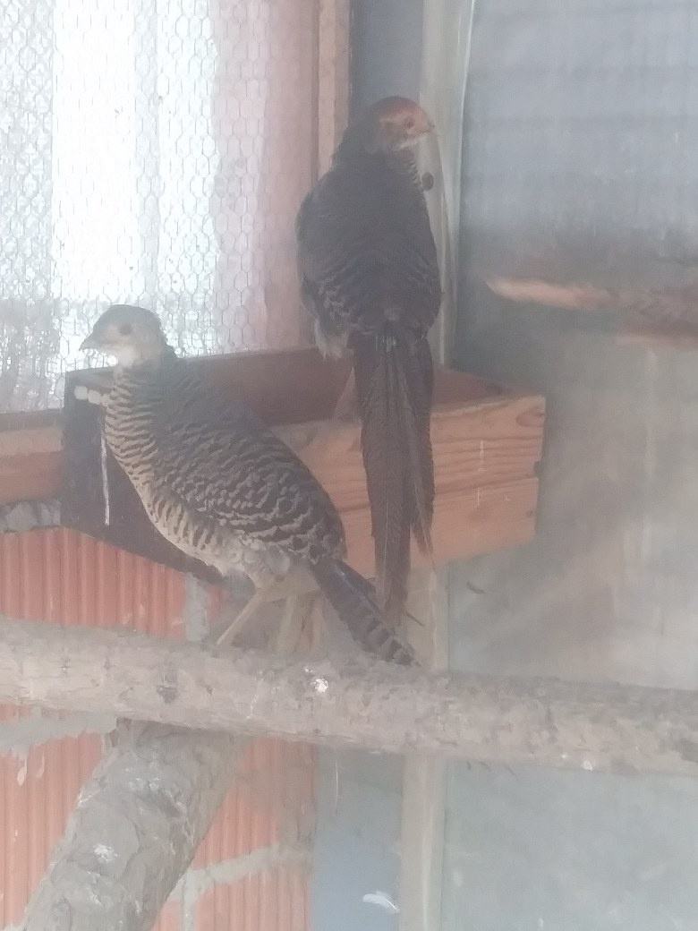 Zlatni fazani i dijamantni