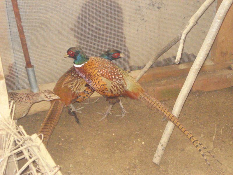 Zlatni i divlji fazani