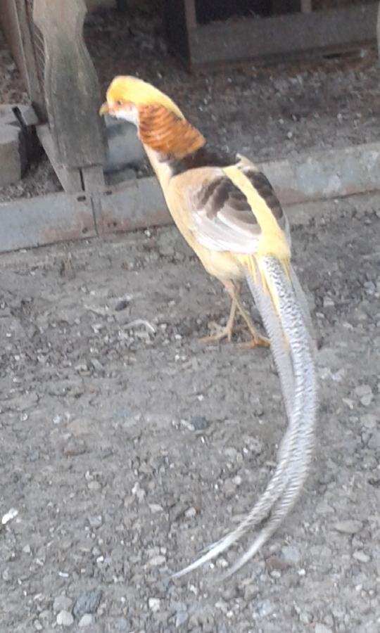 Zlatni i platinasti fazani