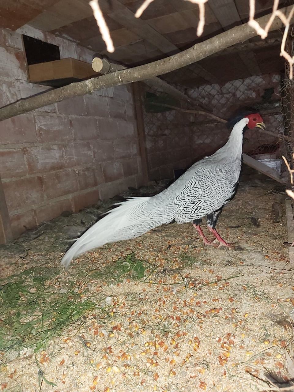 ZLATNI, SREBRNI, DIJAMANTNI, PLATINASTI FAZANI