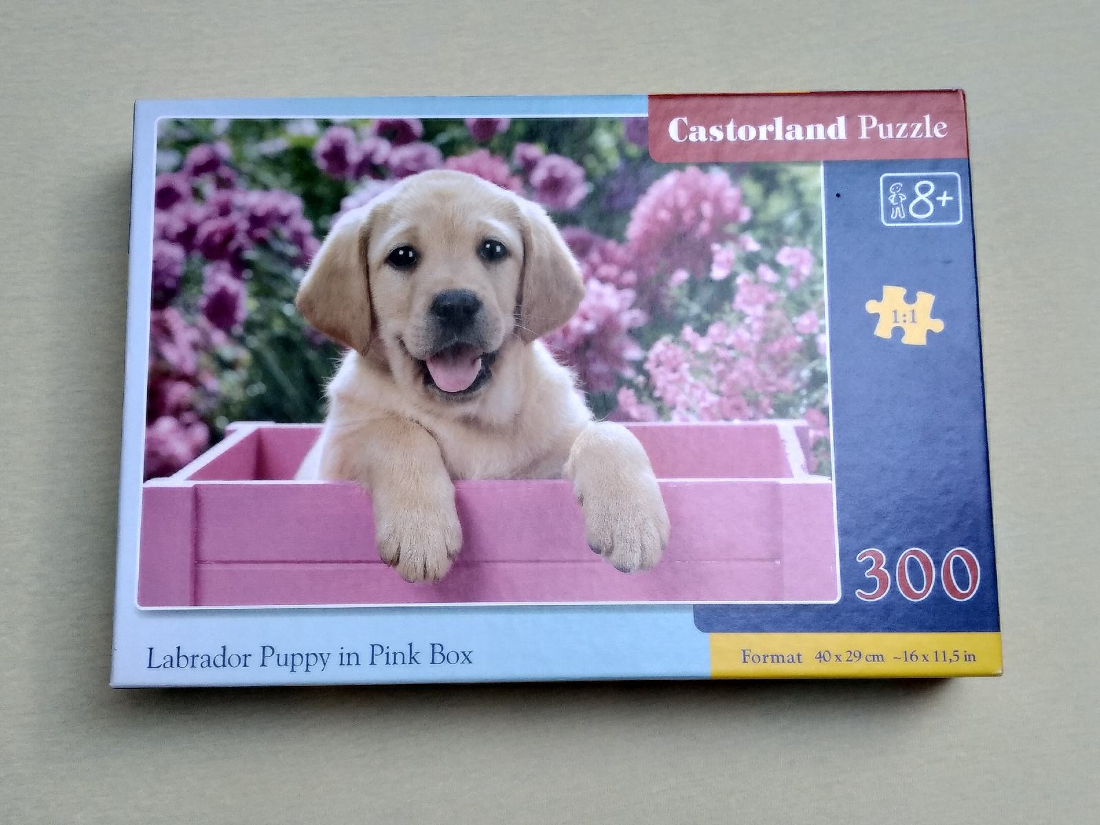 Puzzle Labrador puppy in pink box