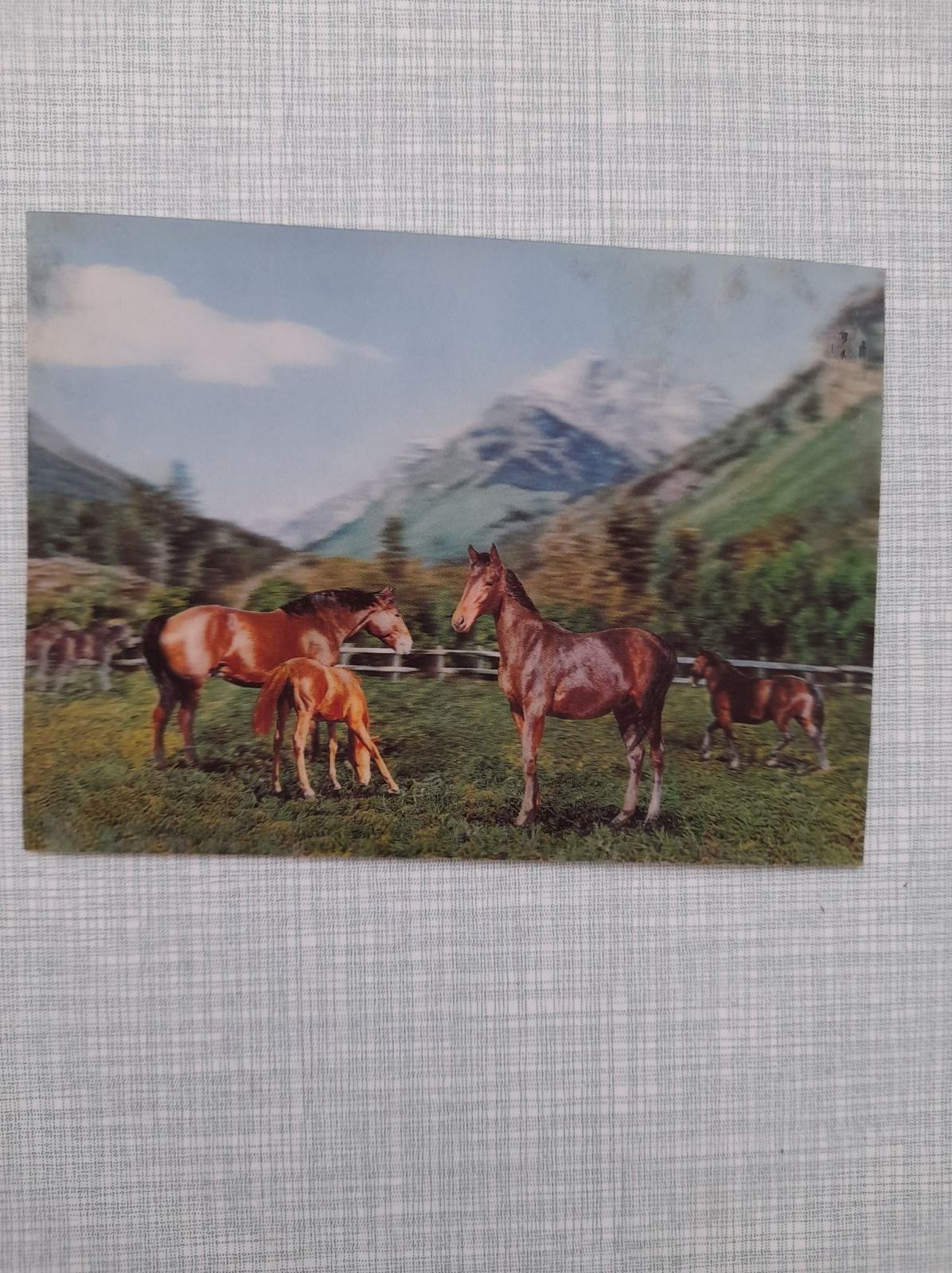 razglednica konja u 3d formatu iz 70-tih godina