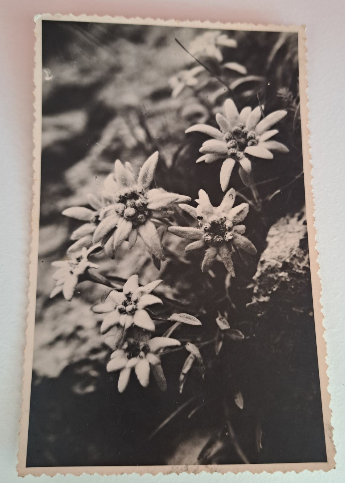 Razglednica runolist - Kraljevina Jugoslavija