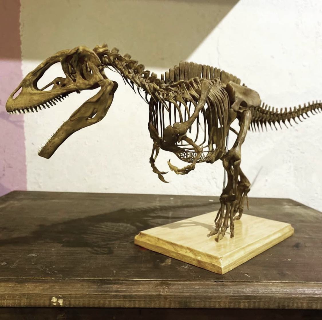 Carcharodontosaurus, kostur dinosaura, 1/20