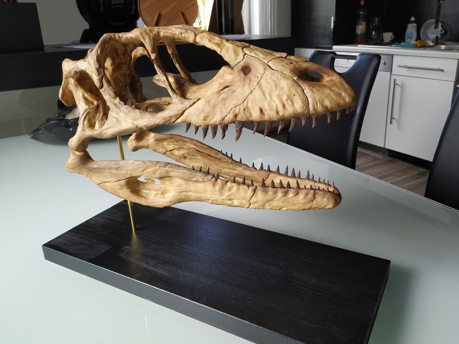 Deinonychus lubanja, replika fosila,1/1