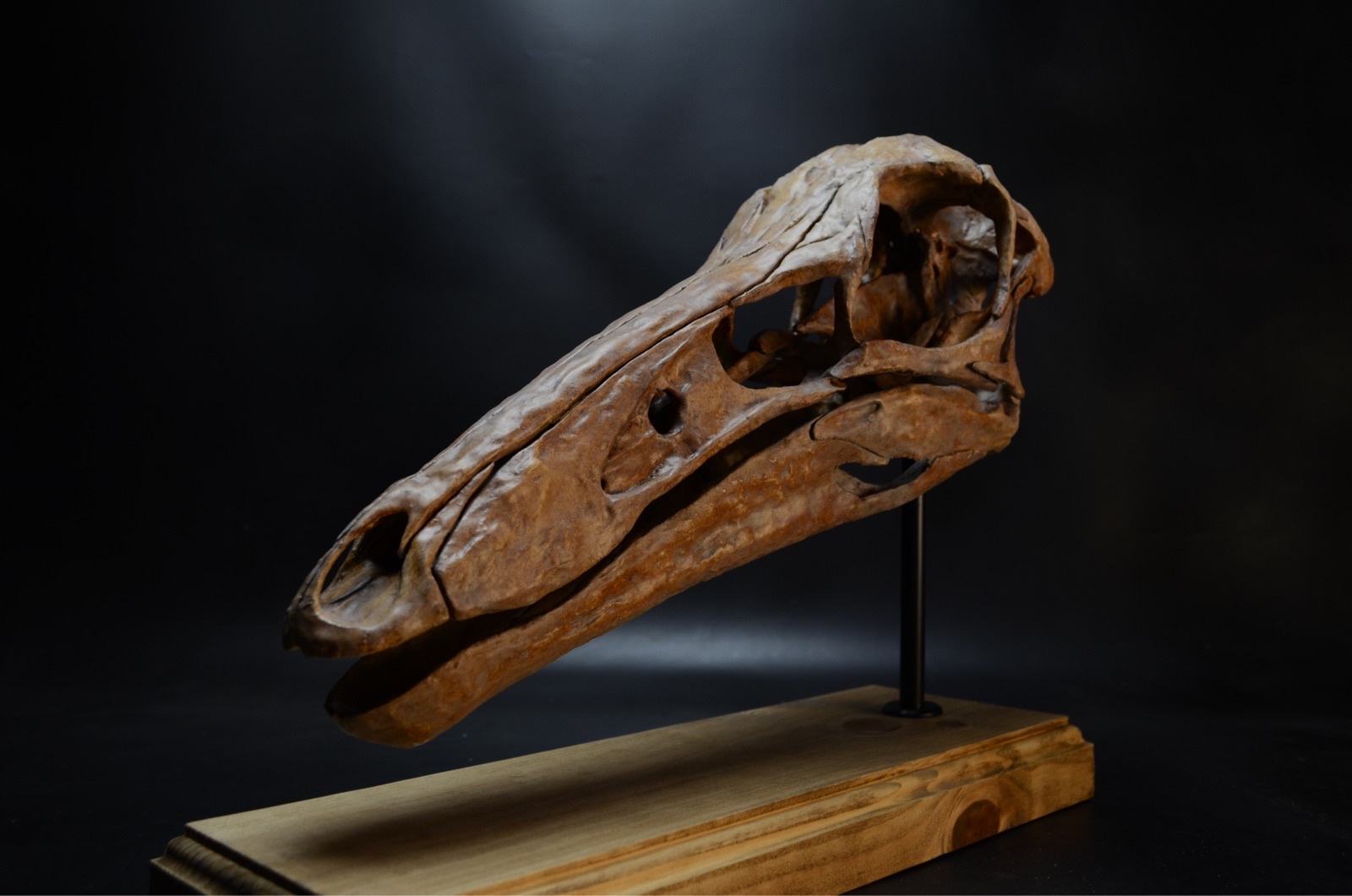 Gallimimus, lubanja dinosaura, replika fosila, 1/1