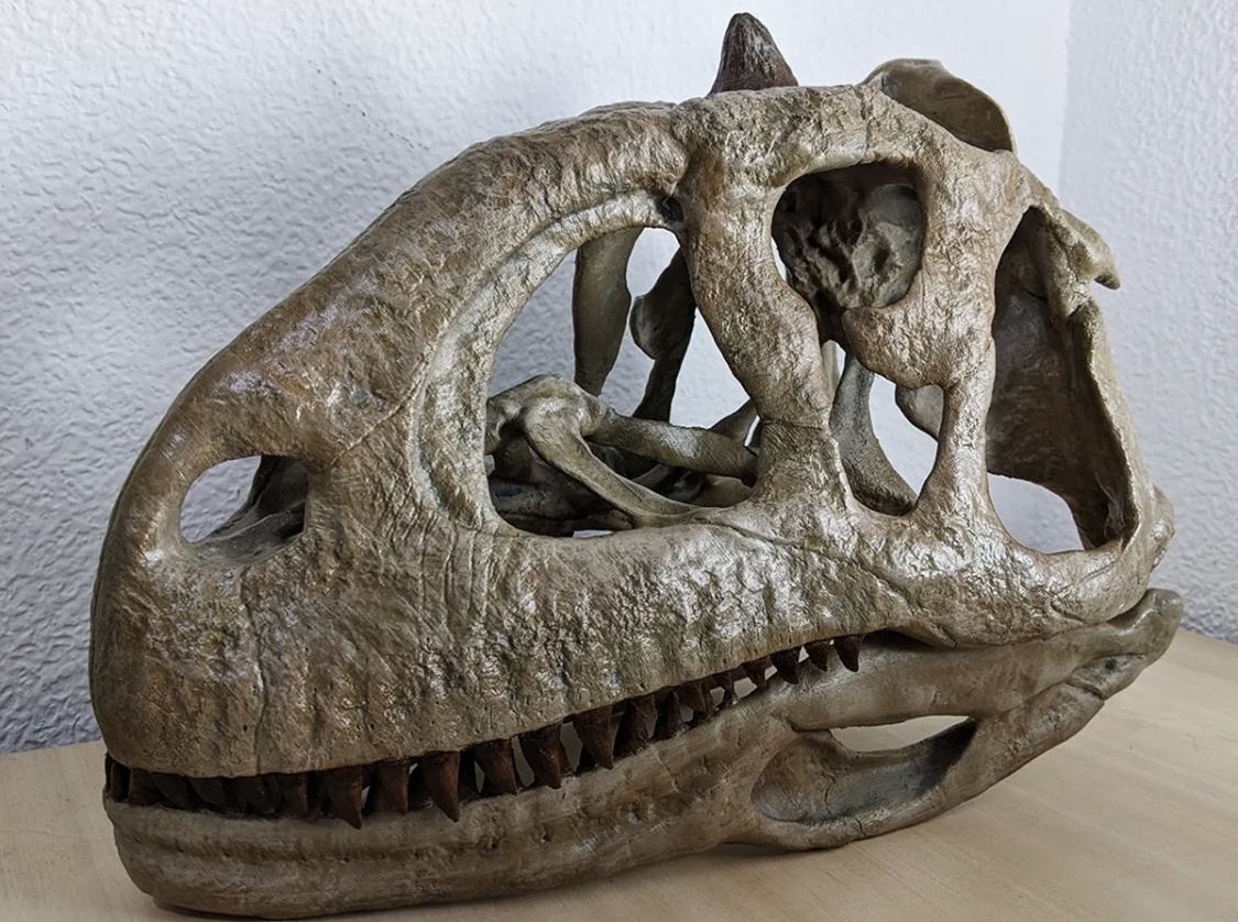 Majungasaurus, lubanja, replika fosila, 1/1