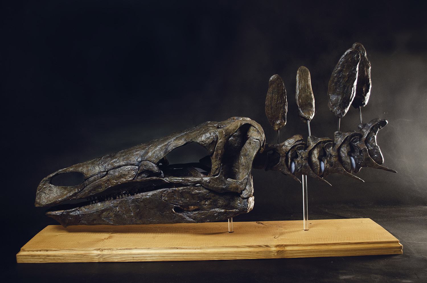 Stegosaurus lubanja sa vratnim kralješcima, replika fosila, dinosaur