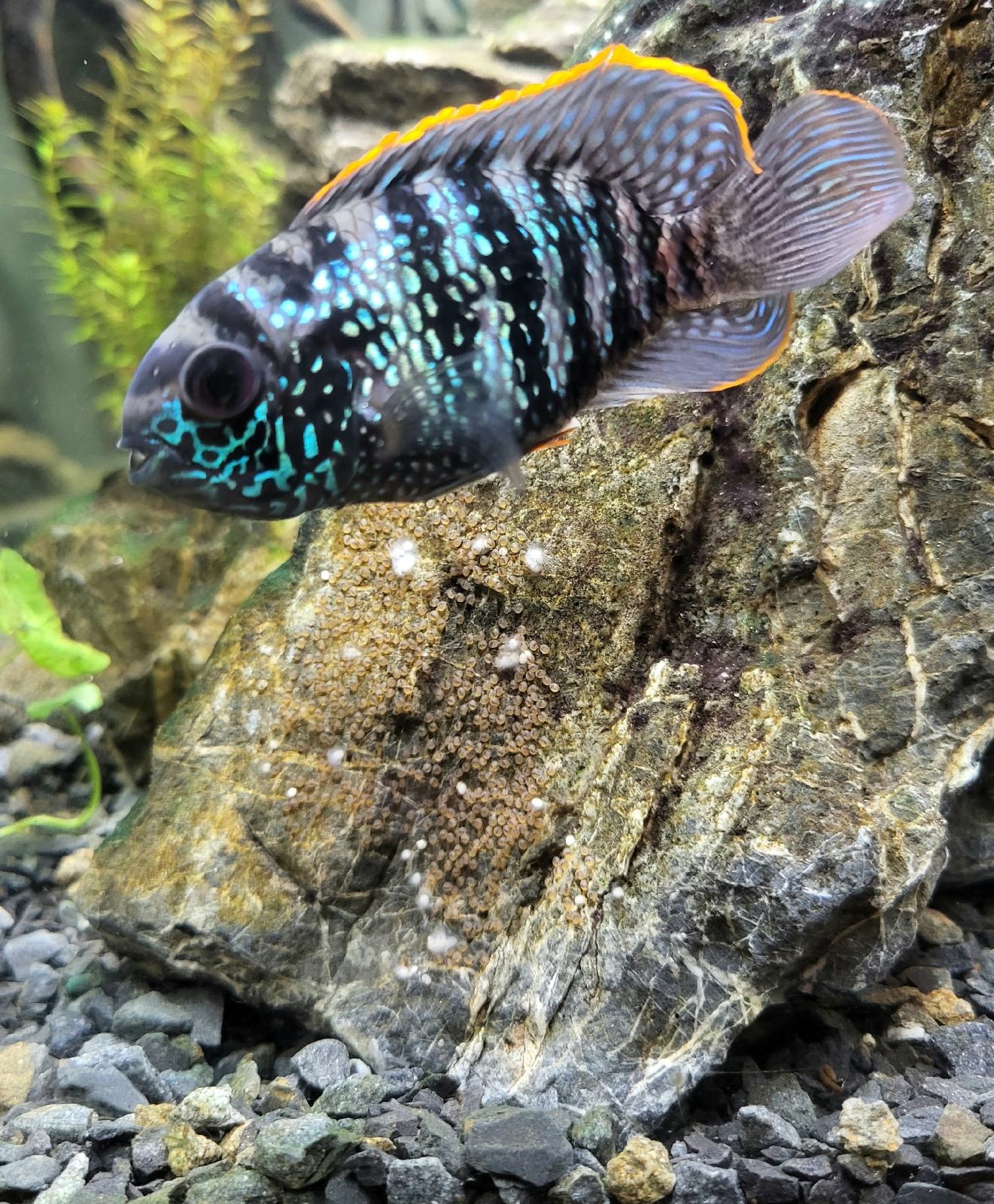 Blue Acara ribice