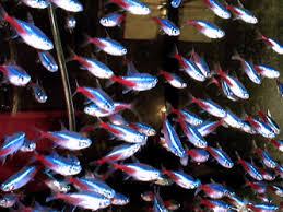 Prodajem plave neonke