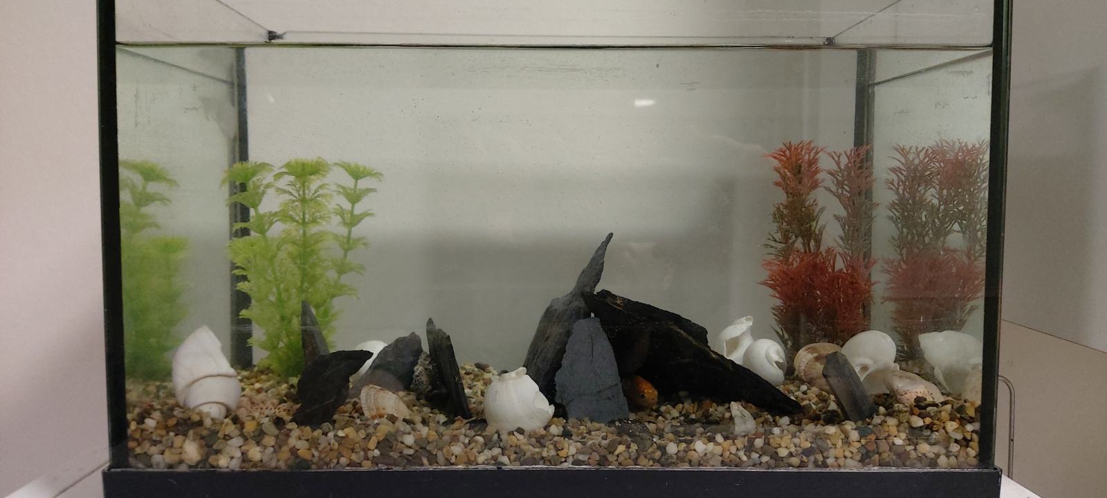 Akvari i 2 ribice 66€