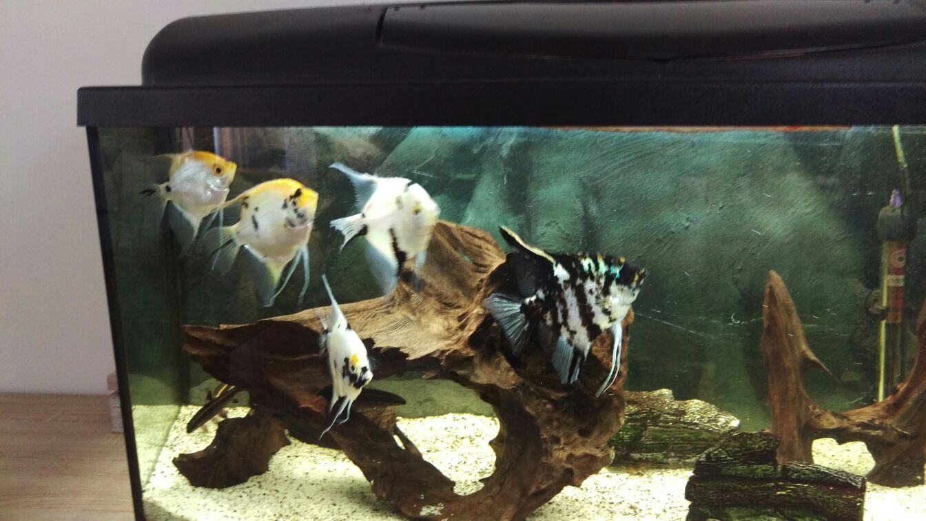 Akvarij 100l sa svom opremom i ribicama