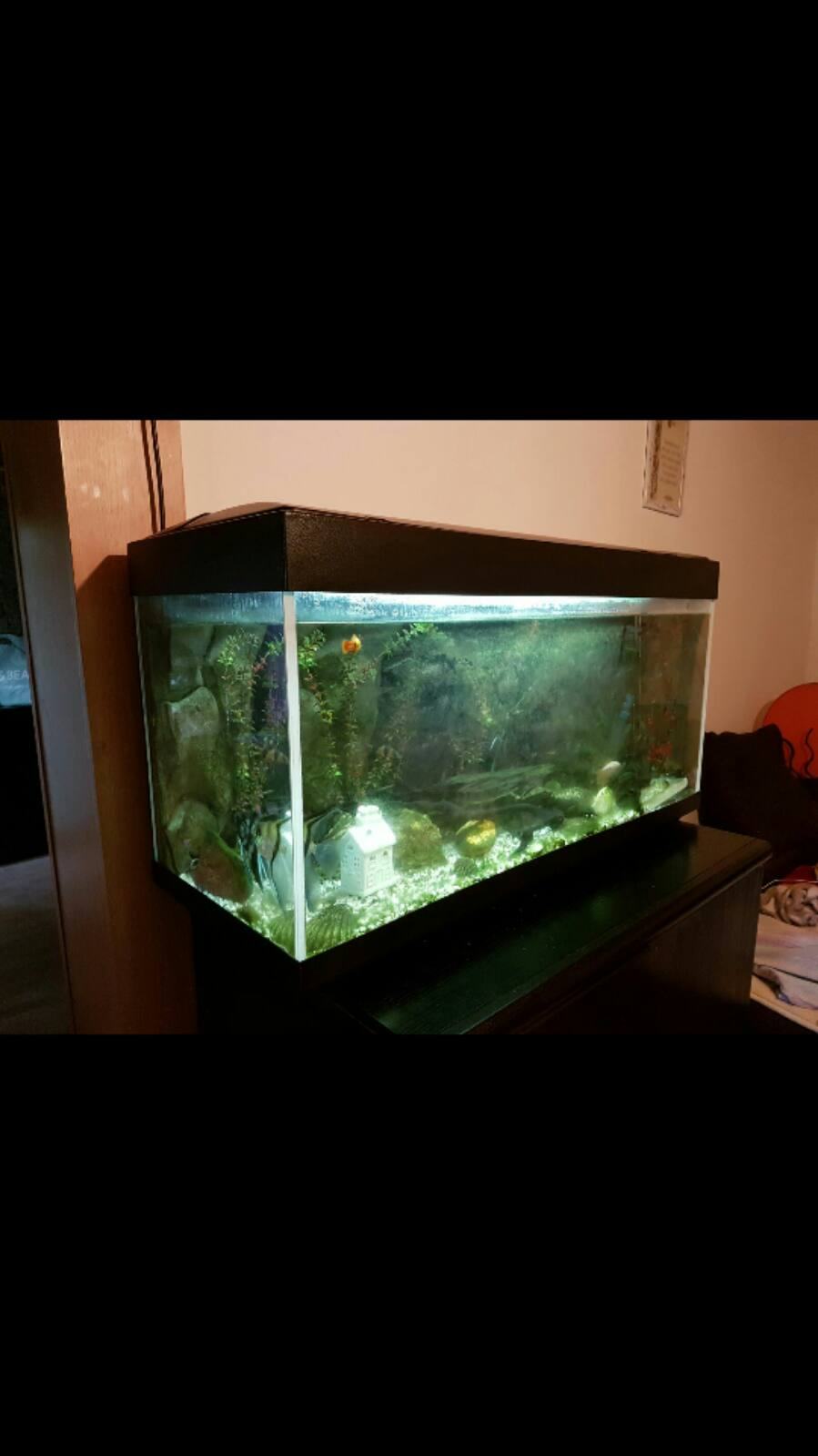 AKVARIJ SA SVOM OPREMOM