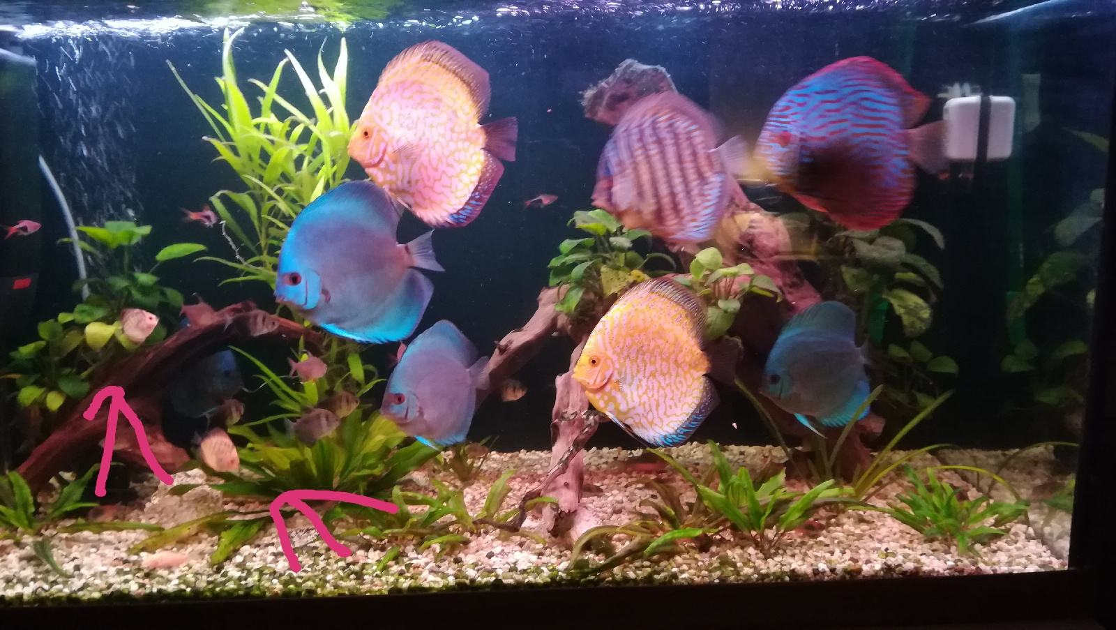 Akvarij, oprema i ribe