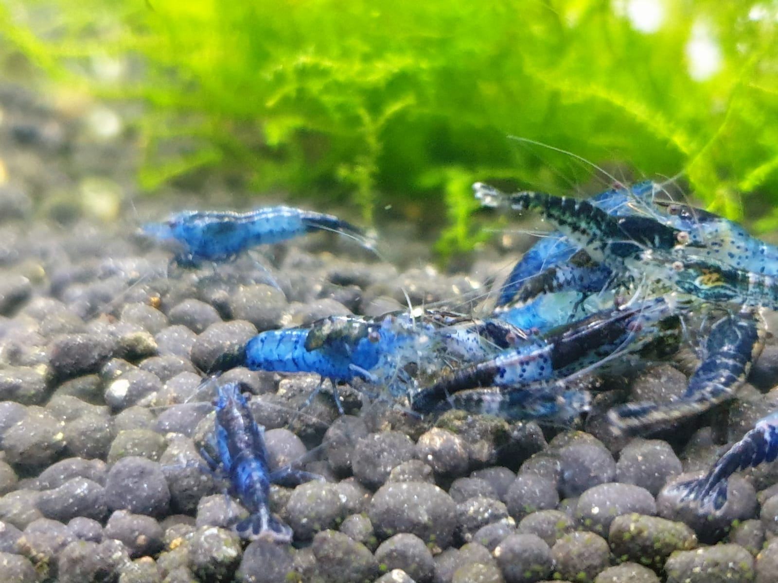 Akvarijske kozice - Carbon rili