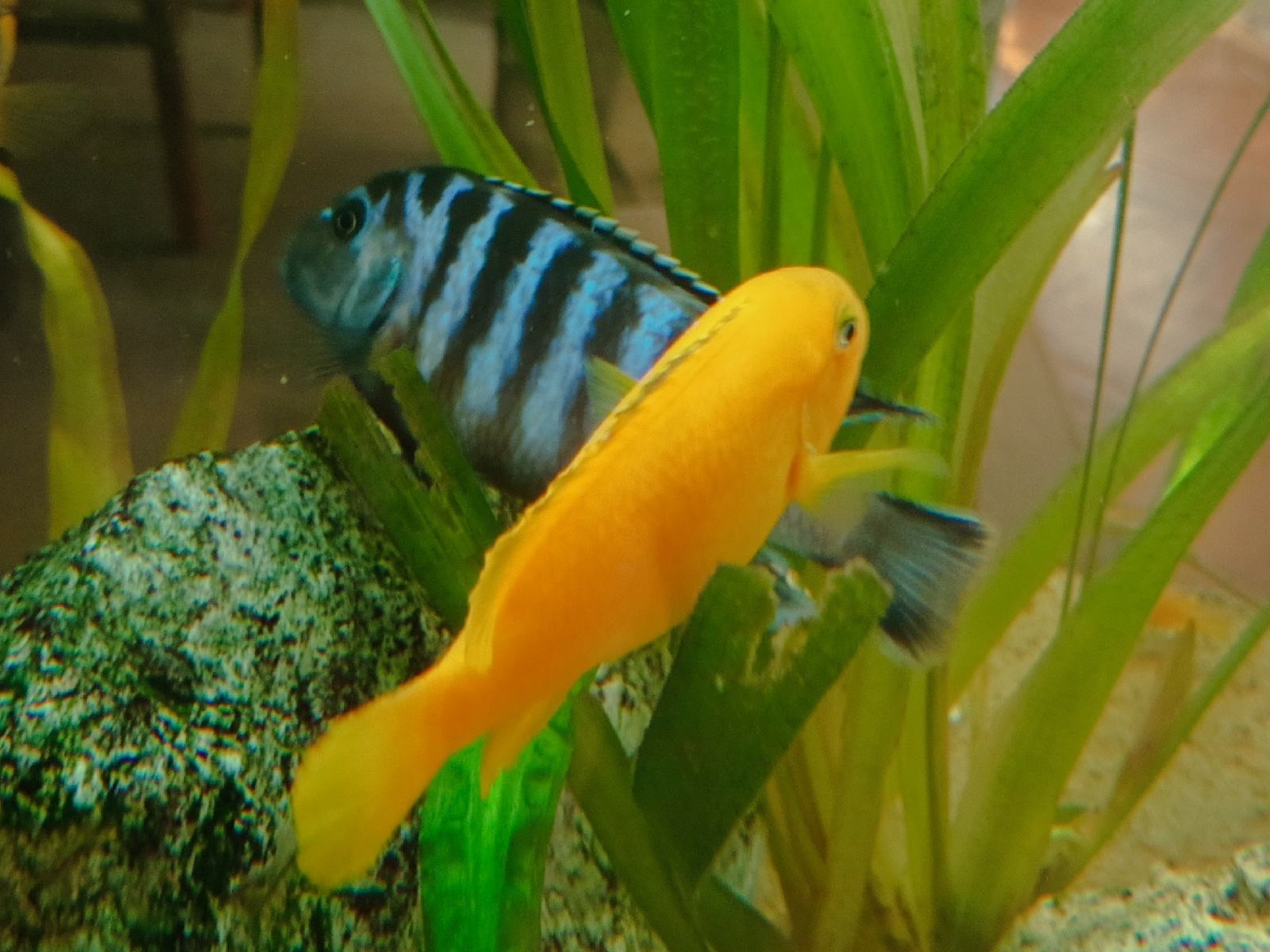 Akvarijske ribice - Malawi ciklidi - Pseudotropheus Saulosi