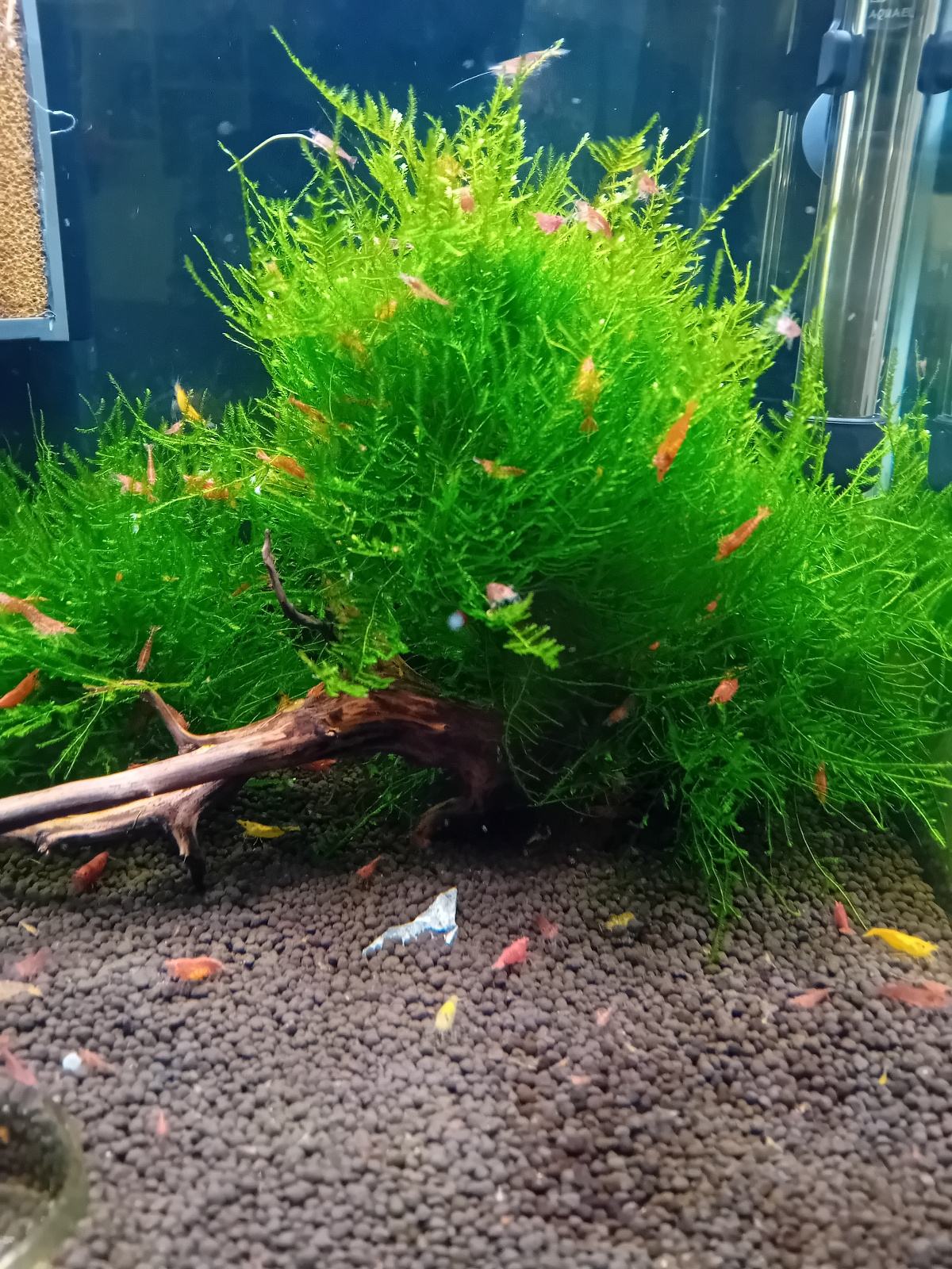 Akvarijske slatkovodne kozice