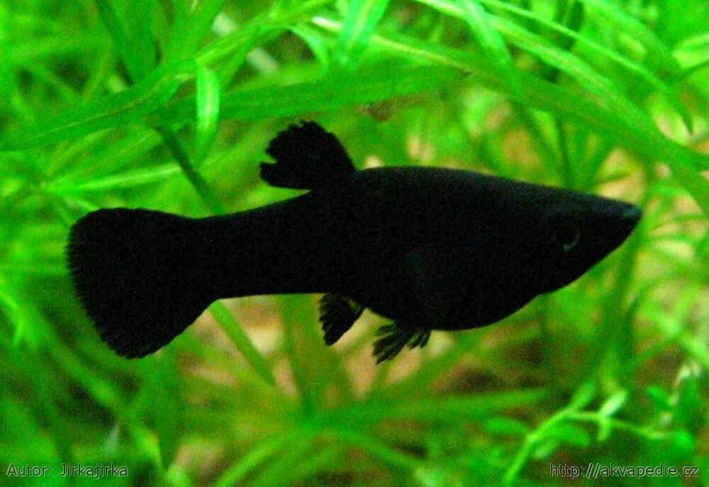 Black Molly