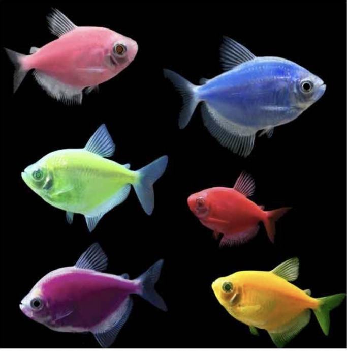 Color tetre i color zebre