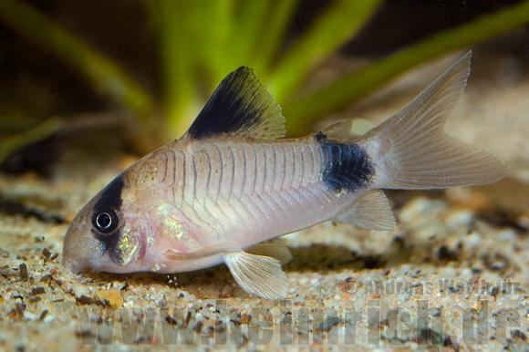 Corydoras Panda 10+1 gratis, Nova Cijena :)