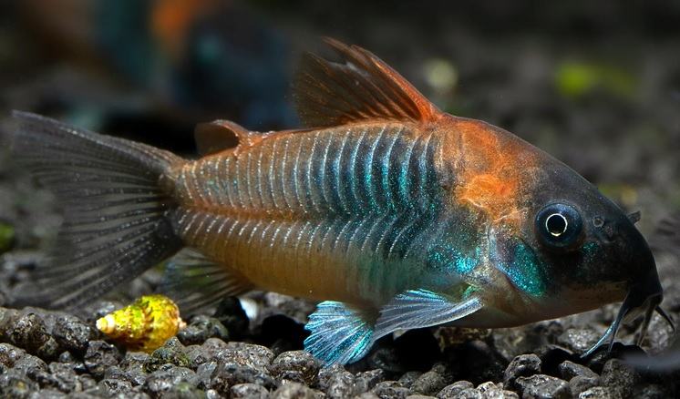 Corydoras Venezuela, ČISTAĆ DNA