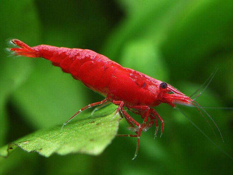 Crvene akvarijske kozice Sakura red