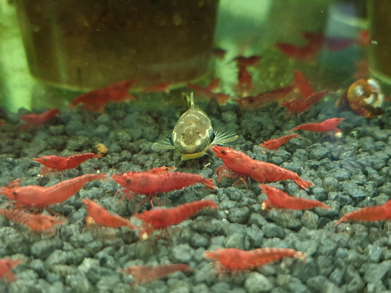 Crvene kozice 10+1 gratis