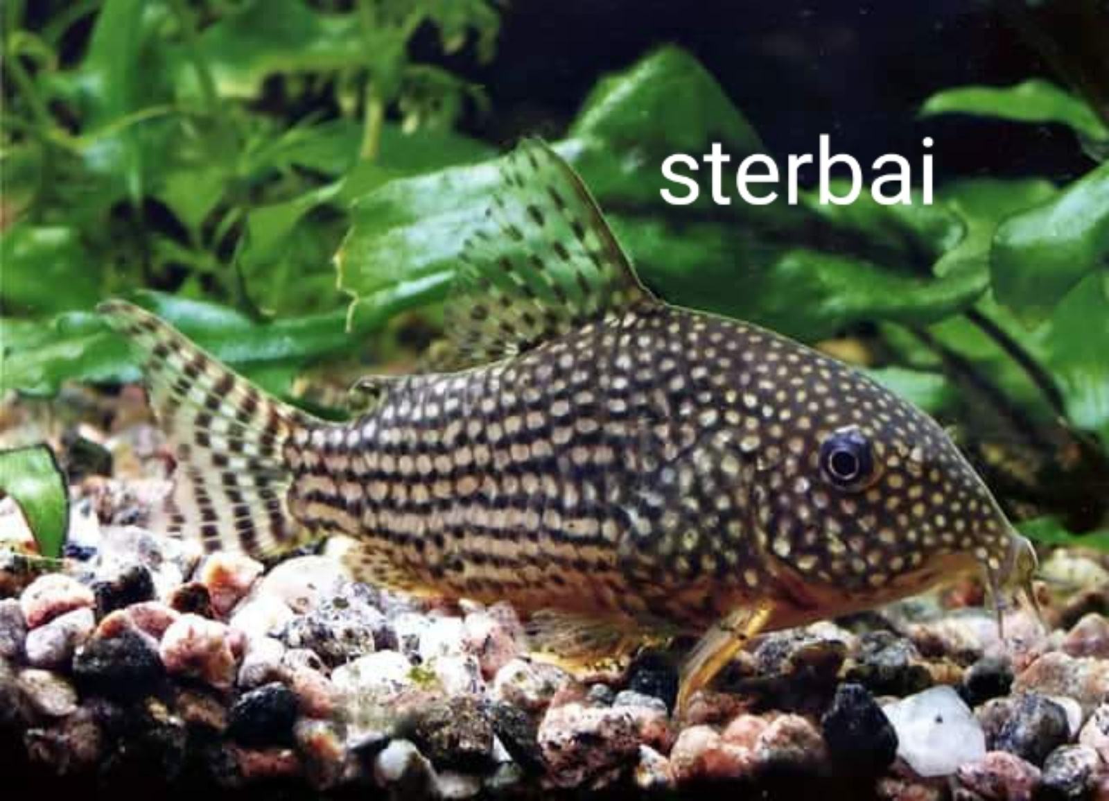Corydoras ....