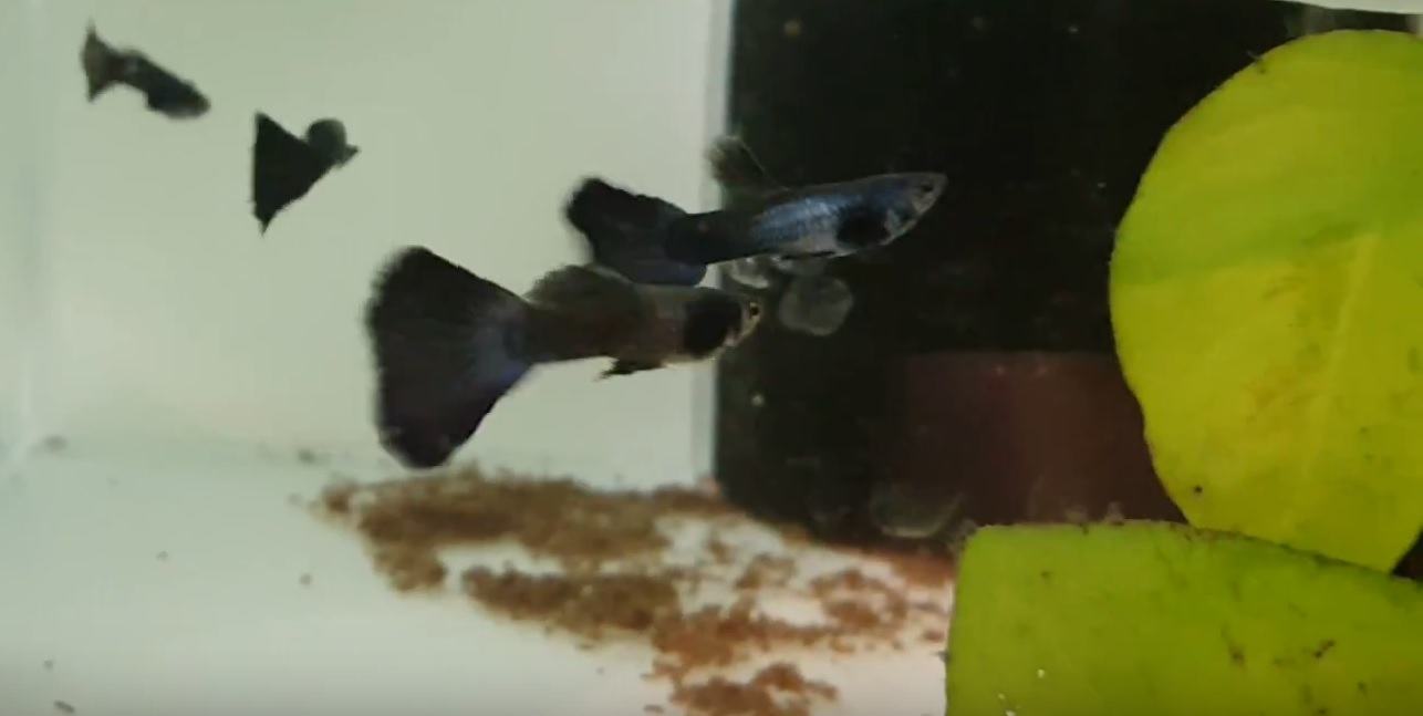 Dark Moscow Blue Guppy
