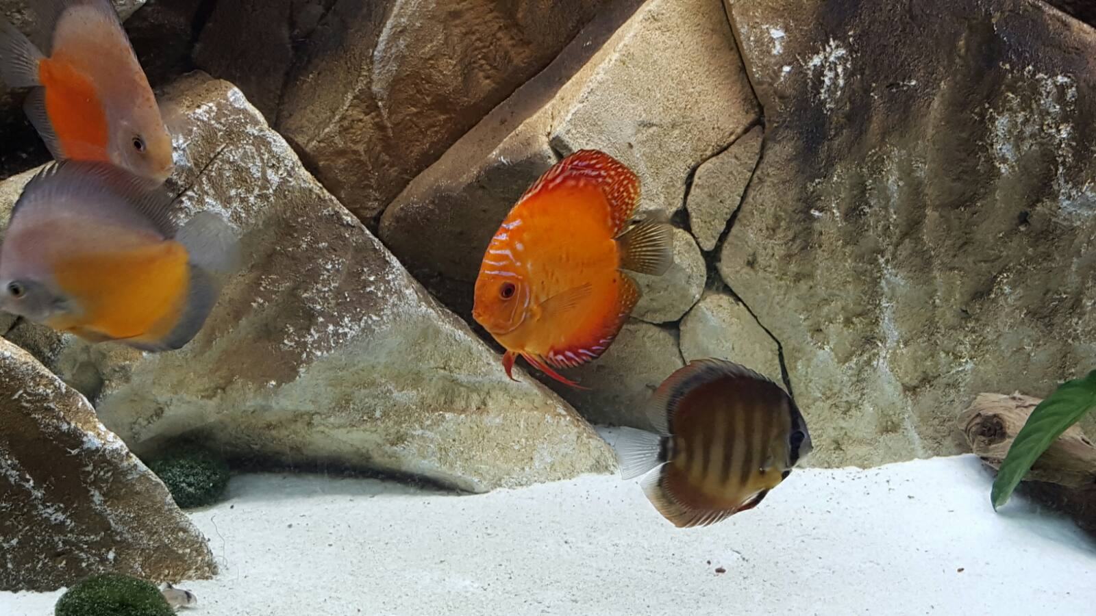 discusi, diskusi prodaja hitno.