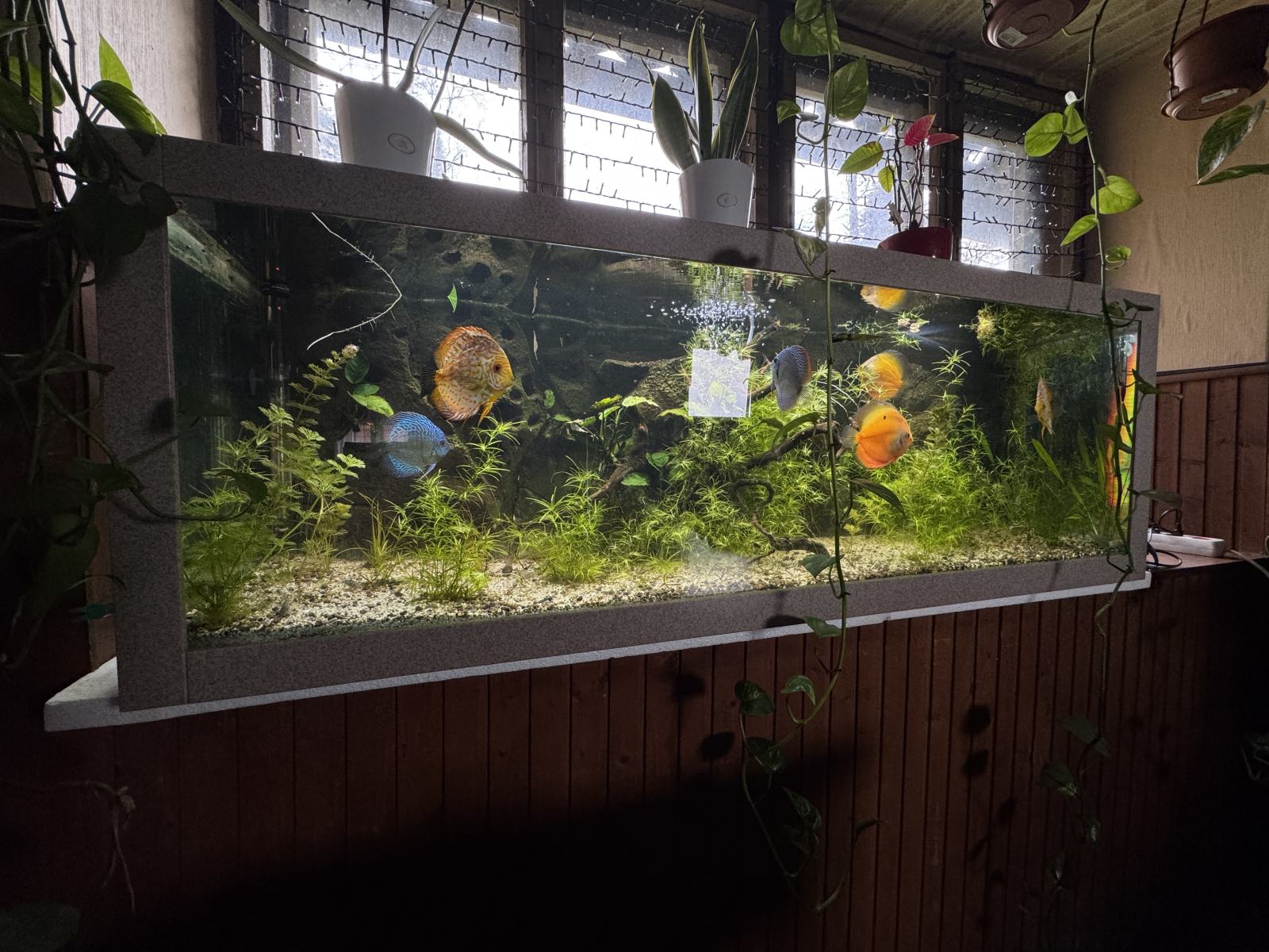 Diskusi i Akvarij