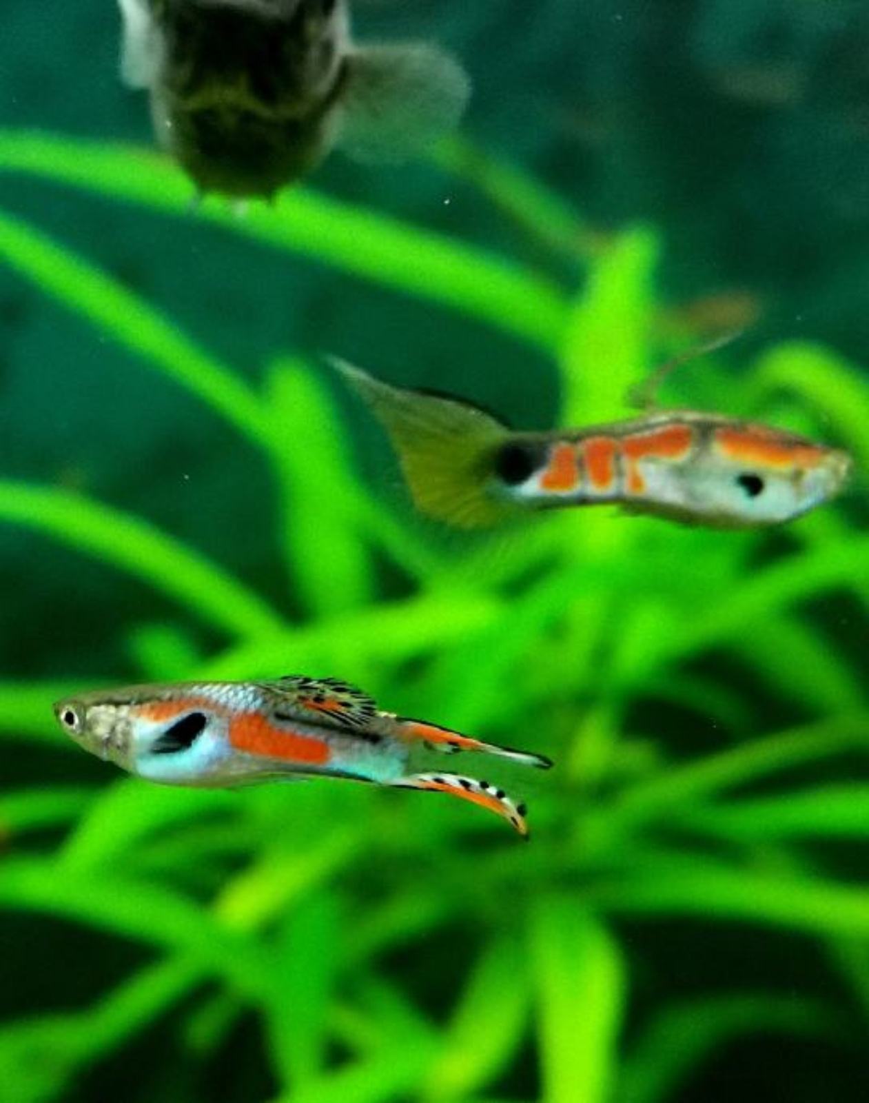 Endleri – živahne i šarene ribice