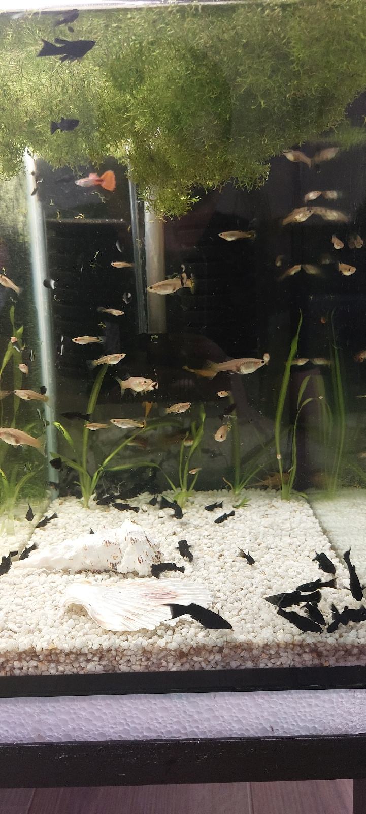 guppy i black molly ribice