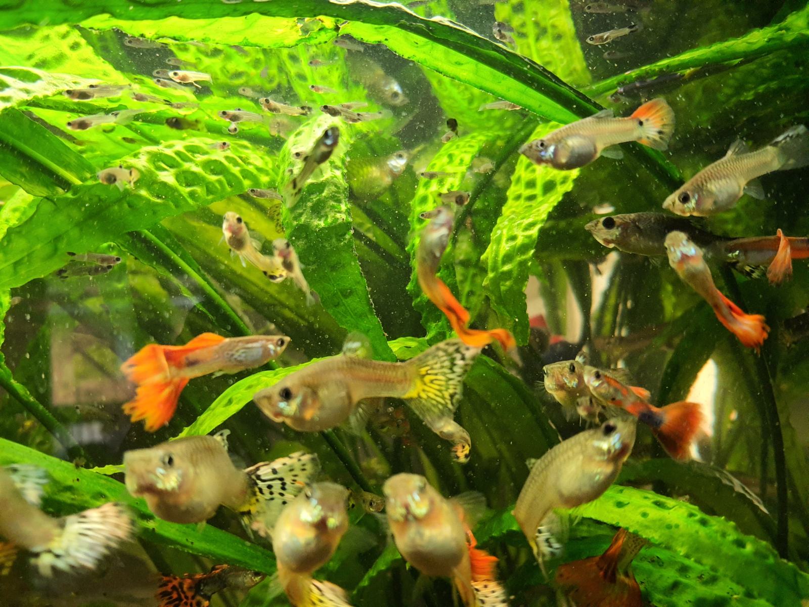 Guppy ribice, poklanjam