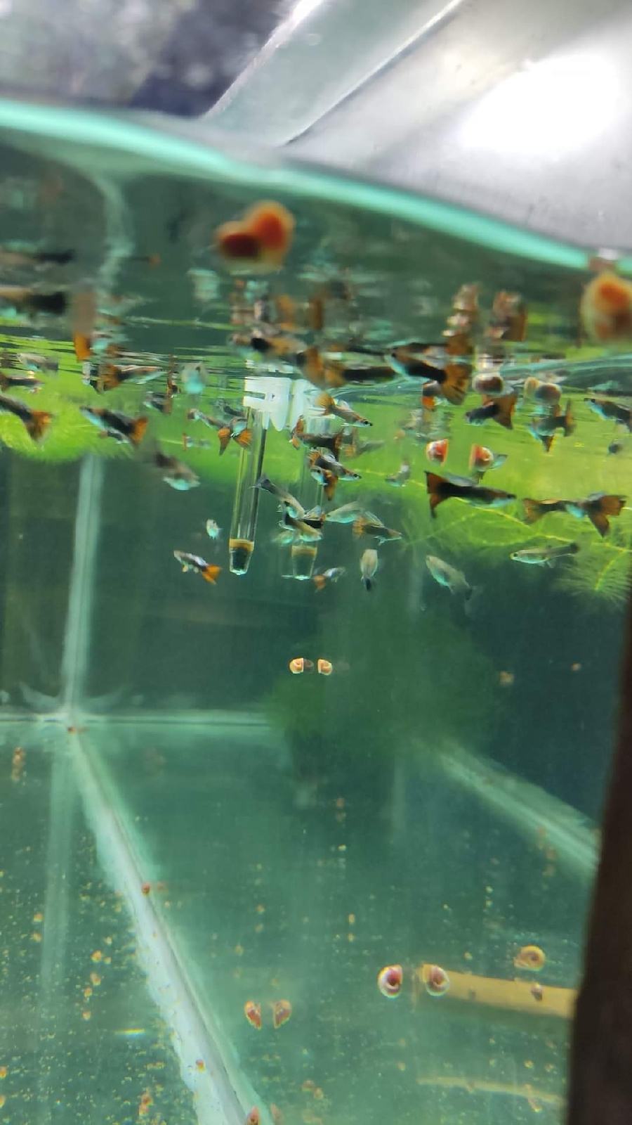 Guppy ribice