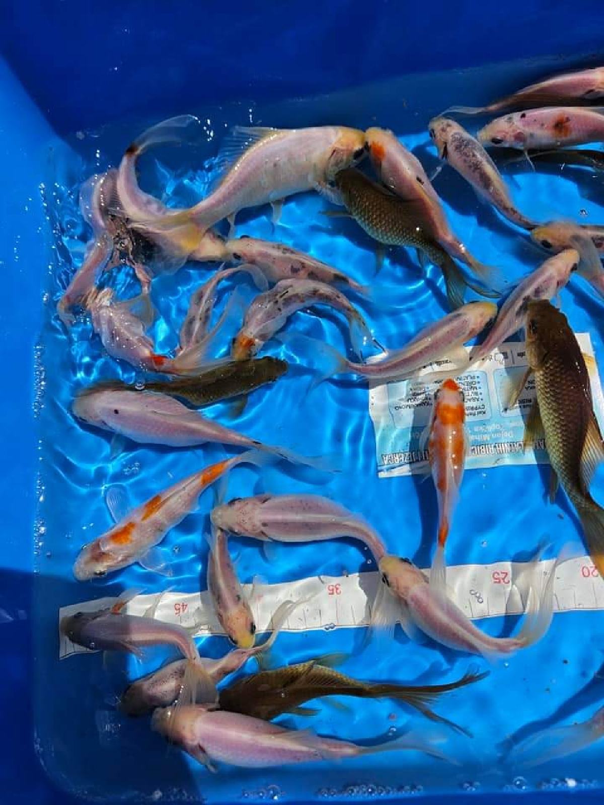 Hladnovodne zlatne ribice za akvarij i jezerca