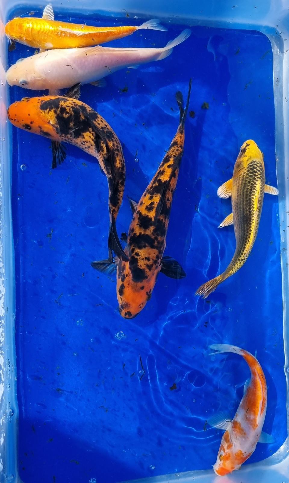 Koi šaran ~20cm