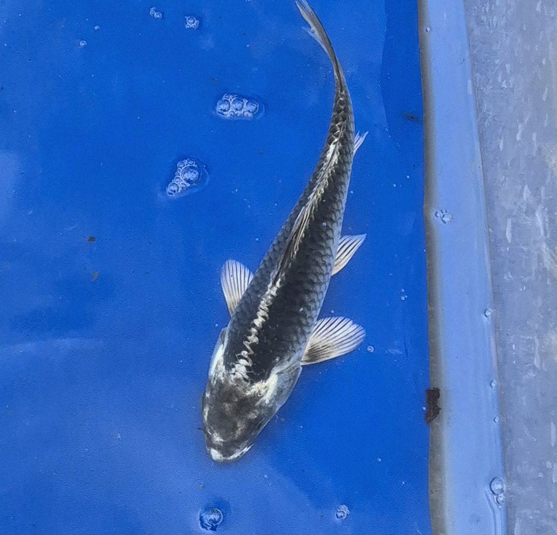 KOI šaran 20cm