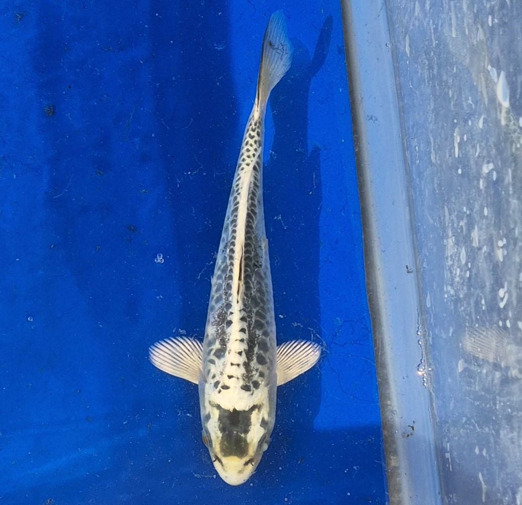 KOI šaran 20cm